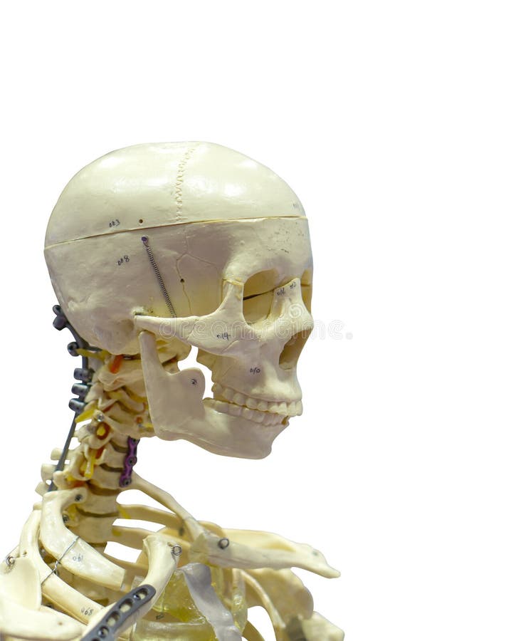 Close-Up of Human Skeleton on White Background Stock Photo - Image of ...