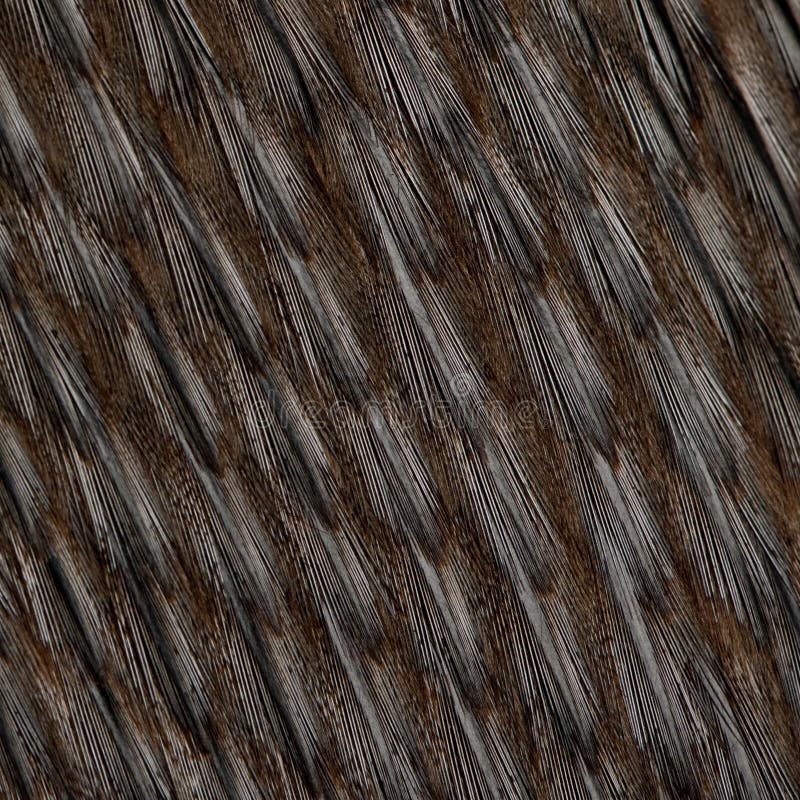 Close-up of Humboldt Penguin Feathers Stock Image - Image of humboldti ...