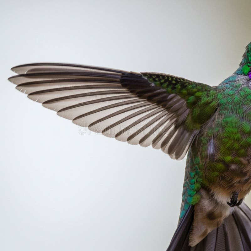 Close-up of a Hummingbird S Wing, Partially Spread, Showing the ...
