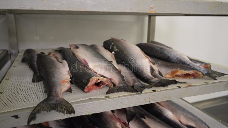 Close-up of Humpback Salmon Fillet at the Sorting Stand in the Fish ...