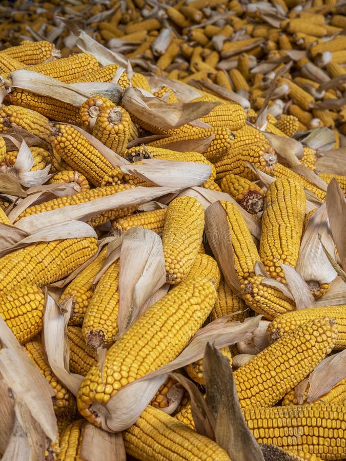 Corn cobs stacked stock photo. Image of field, organic - 312751054