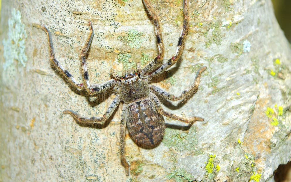Close-up of Huntsman Spider Stock Image - Image of tarantula, black ...