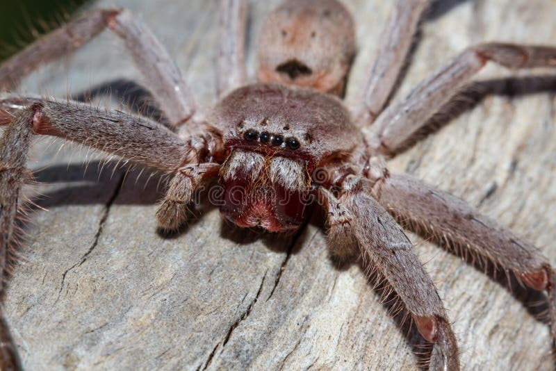 Huntsman Spider stock image. Image of sparassidae, brown - 189382287