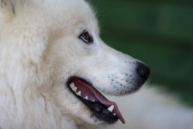 Close-up of husky stock photo. Image of snout, canine - 7613330