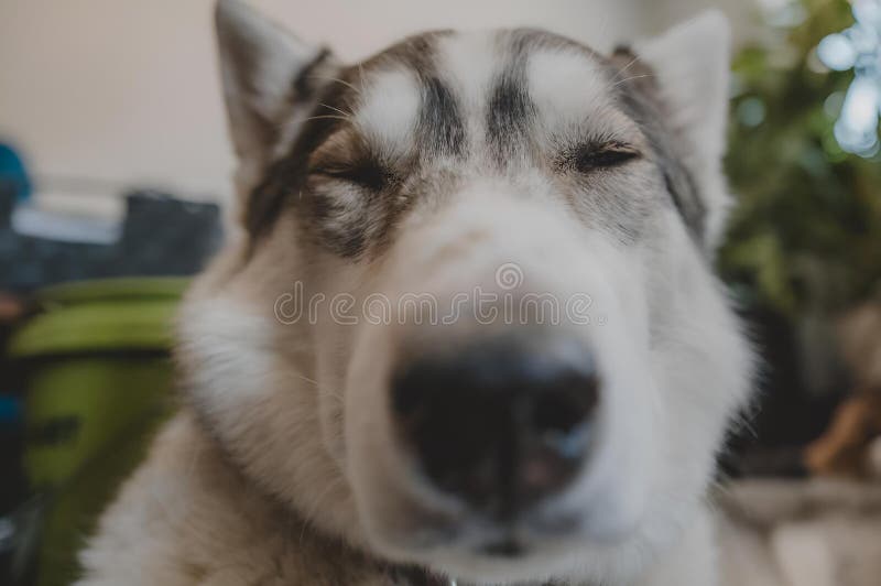 Close-up of a Husky Dog S Head Stock Image - Image of companion, snout ...