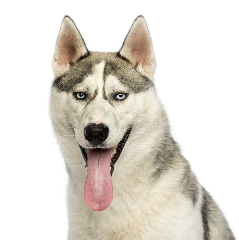 Close-up of a Husky Panting, Looking at the Camera, Isolated Stock ...