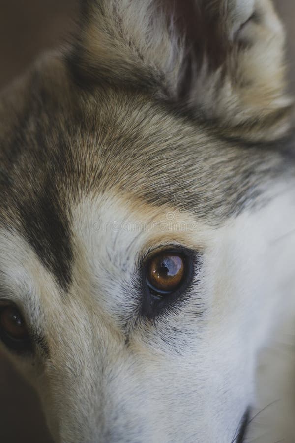 Close Up of a Husky S Face. Orange Dog Eye Staring at Camera Stock ...