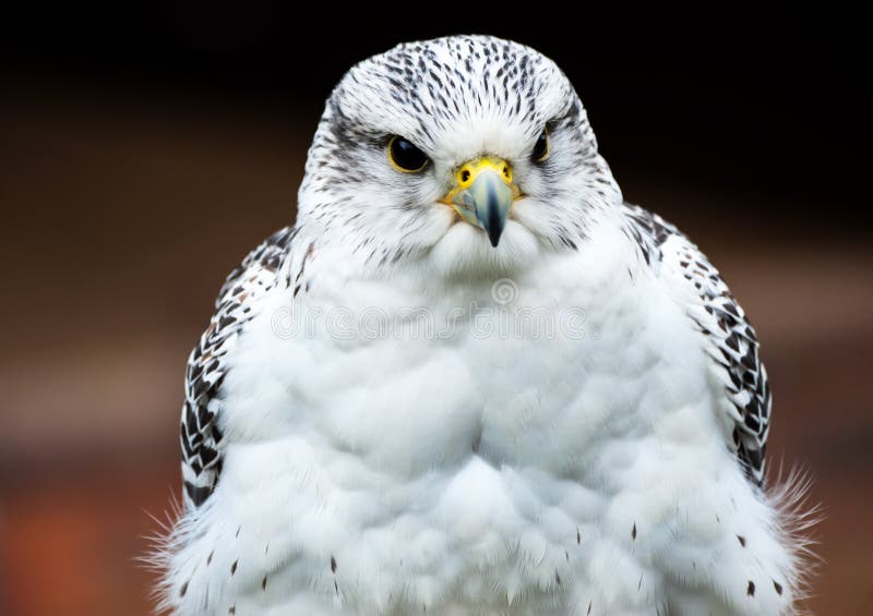 Hybrid falcon stock photo. Image of prey, portrait, saker - 53371248