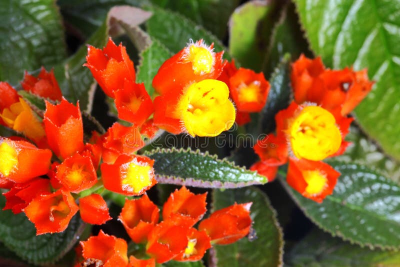 Close-up of Blossoming Hollyhock Flower Stock Image - Image of green ...