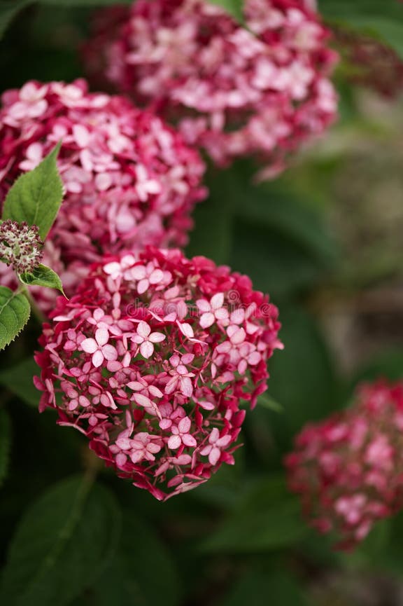 Close Up of Hydrangea Arborescens "ruby Annabelle" Blooming in Summer ...