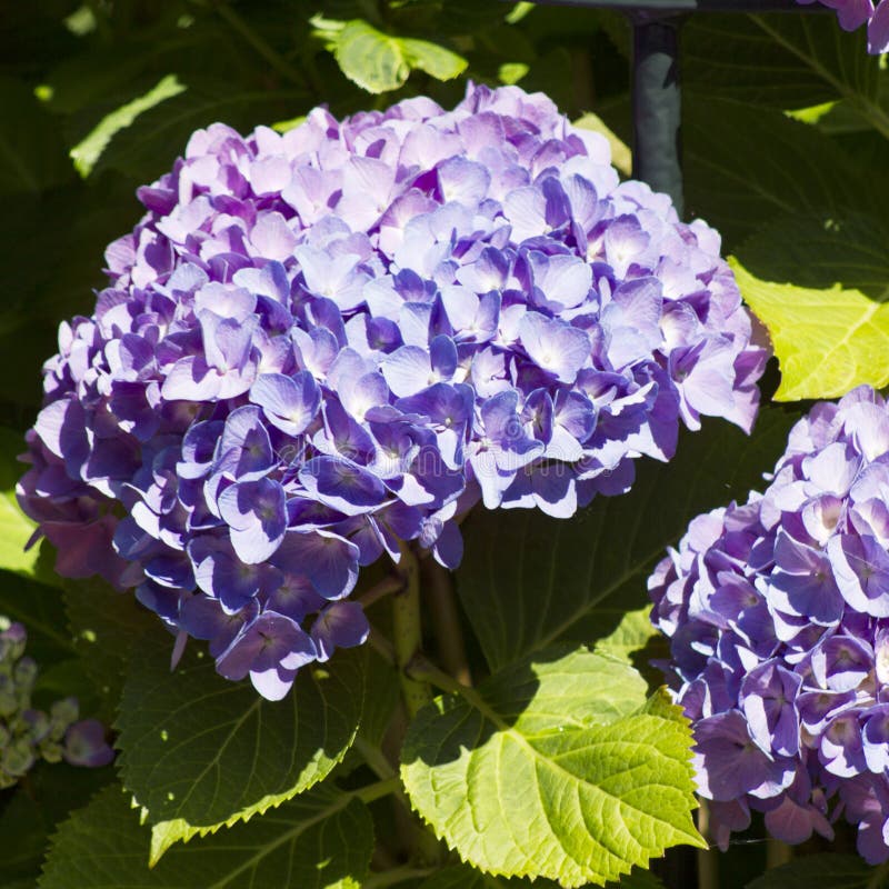 A Close Up of a Hydrangea Flower. with Leafs. Stock Photo - Image of ...