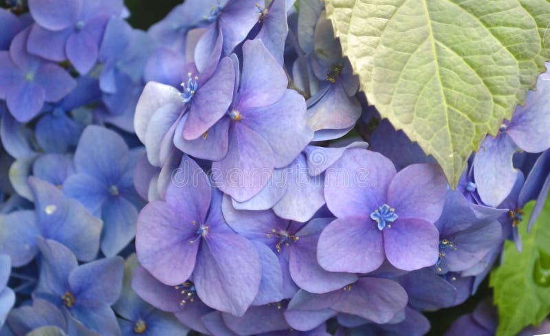 Close-up of Hydrangea Flowers. Beautiful Bush of Hydrangea Flowers in a ...