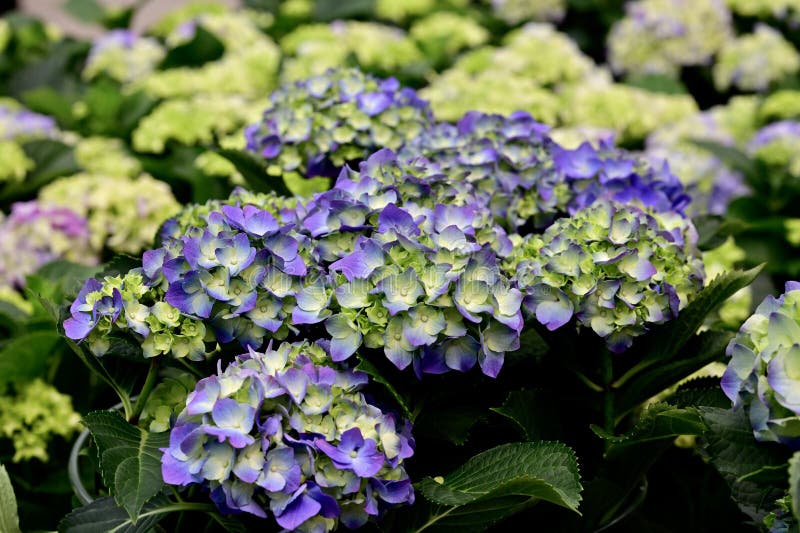 Hydrangea Macrophylla Mathilda Gutges Stock Image - Image of connection ...