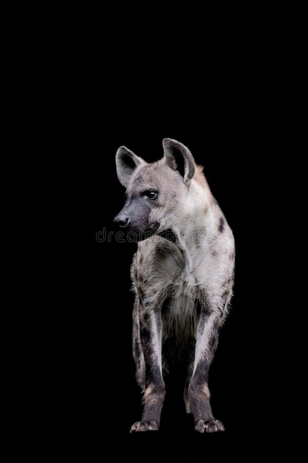 Hyena Close-Up stock image. Image of spotted, nature - 18864299