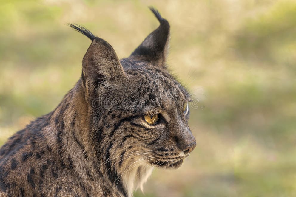 Close-up of an Iberian Lynx Stock Photo - Image of linx, portrait ...