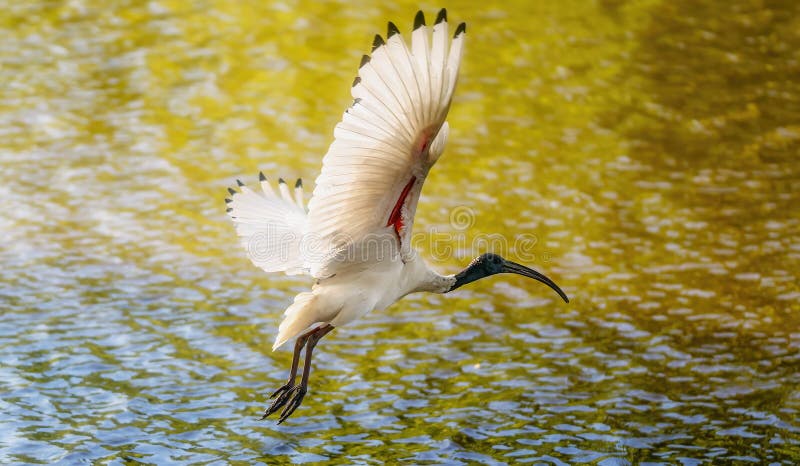 Close Up of an Ibis in Flight Stock Image - Image of species, water ...