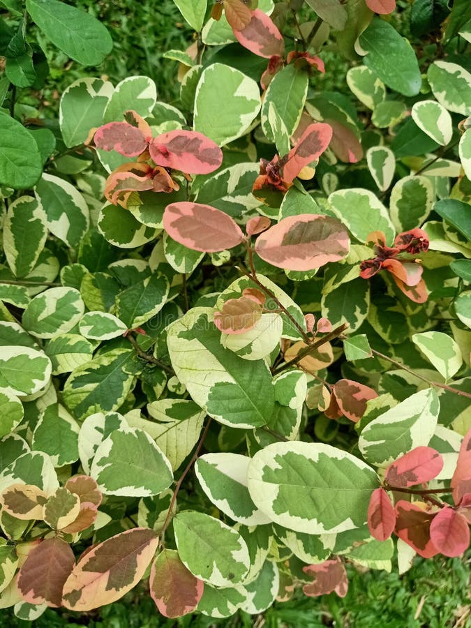 Close Up of Ice Cream Bush Plant Stock Image - Image of leaf, green ...