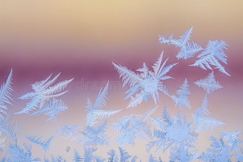 Ice flower stock image. Image of frost, frigidity, frozen - 206804255