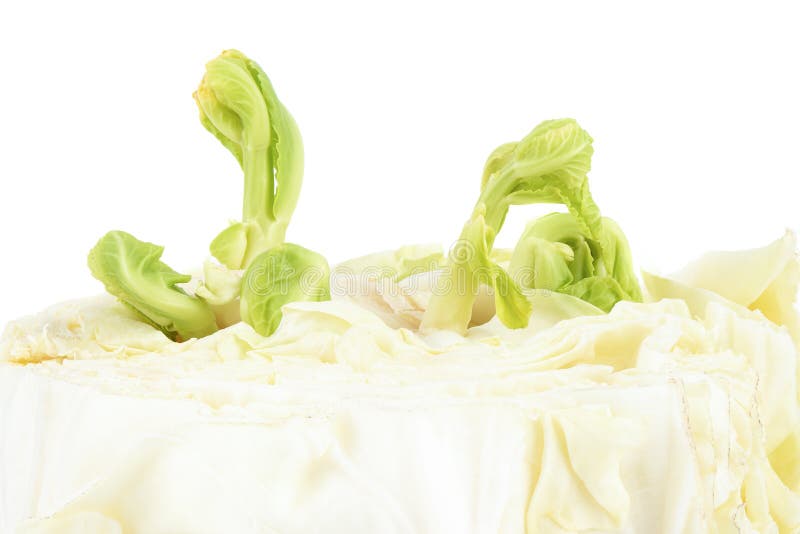 Close-up of Iceberg Cabbage Sprouts on a Cabbage Cut. Stock Photo ...