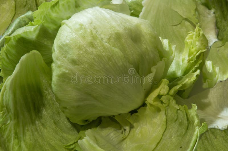 Close-up: Iceberg Lettuce Loaf Surrounded by Green Leaves Stock Image ...