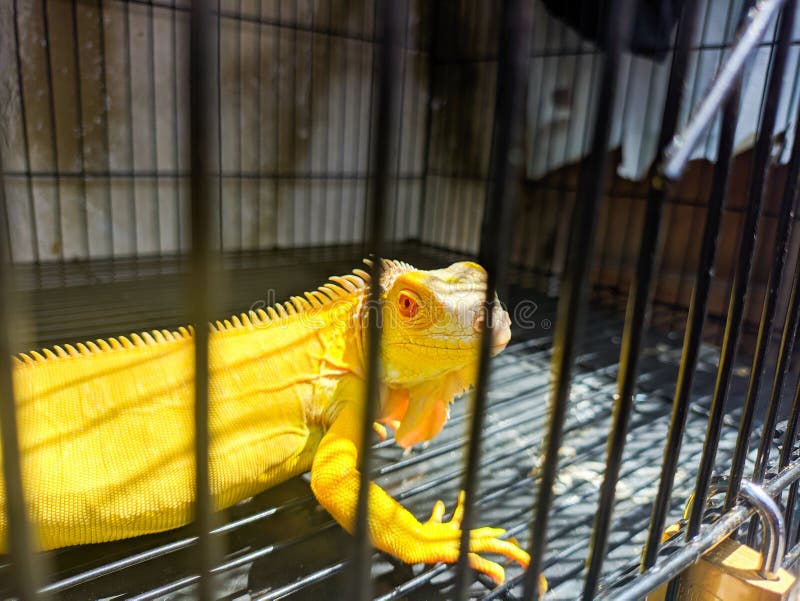 Close Up of Iguana Inside Cage Stock Image - Image of body, herbivore ...