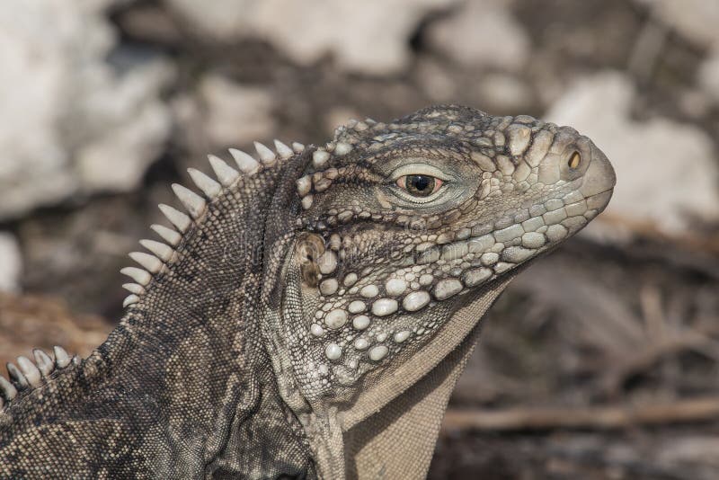 Close up of an iguana stock image. Image of attention - 65527453