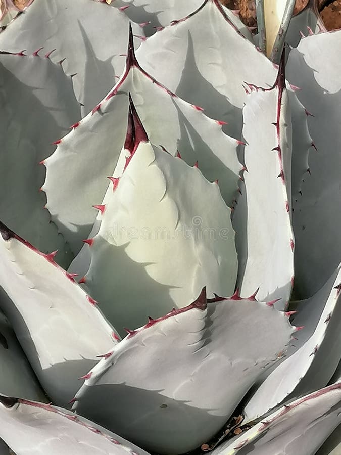 Close up image of Agave stock photo. Image of white - 179129878