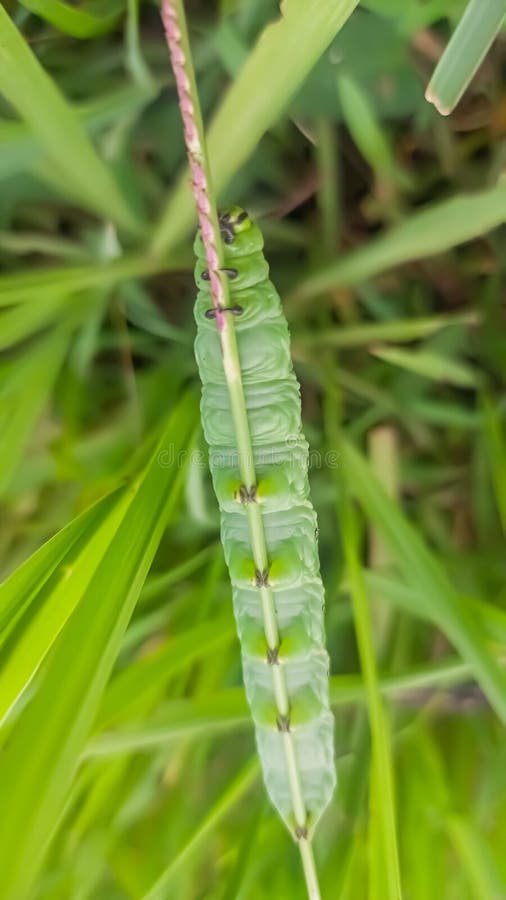 Close Up Image of Agrius Convolvuli Eruga Forma Verda or Green ...