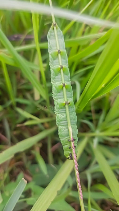 Close Up Image of Agrius Convolvuli Eruga Forma Verda or Green ...