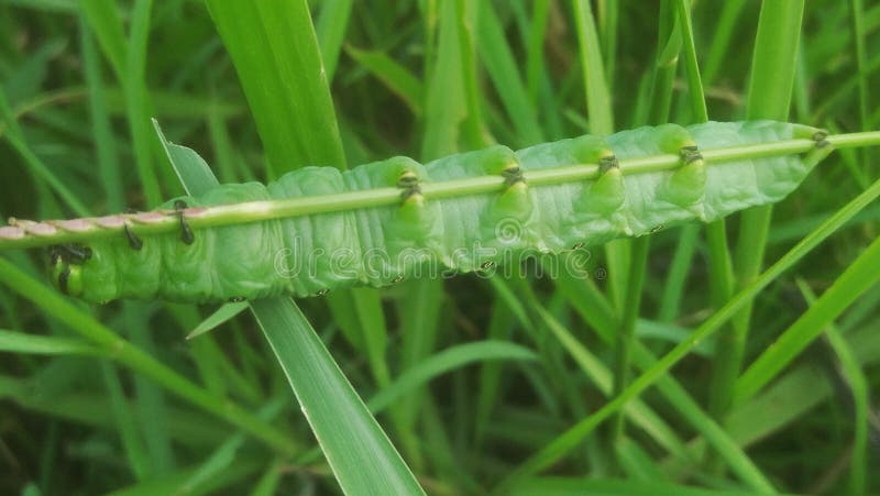 Close Up Image of Agrius Convolvuli Eruga Forma Verda or Green ...