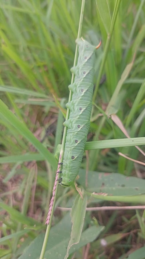 Close Up Image of Agrius Convolvuli Eruga Forma Verda or Green ...