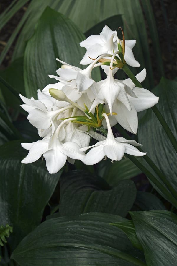 Close Up Image of Amazon Lily Flowers Stock Photo - Image of euchaaris ...