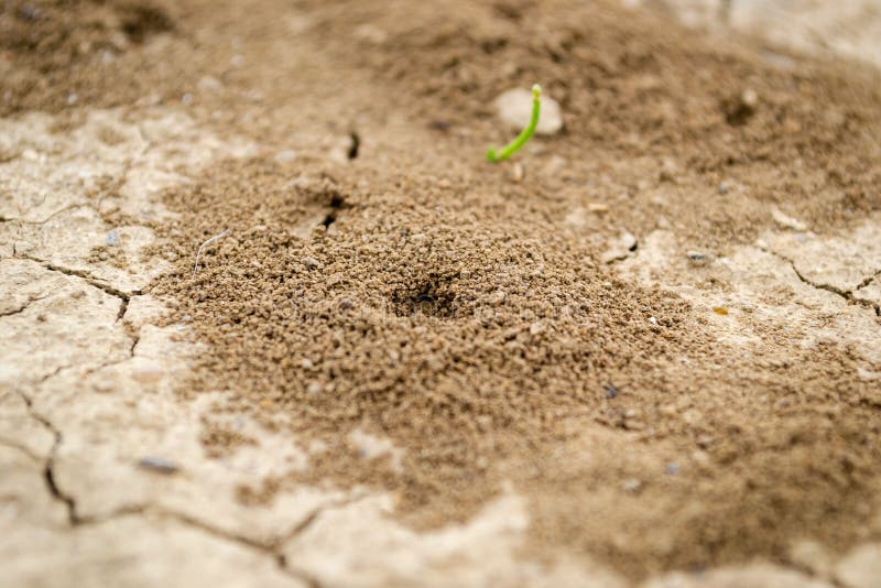 Close-up Image of Anthill in Soil. Stock Photo - Image of nature ...