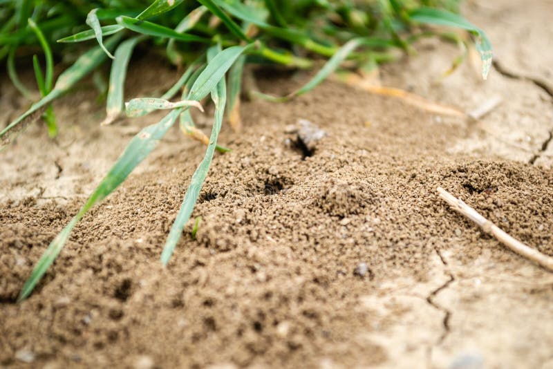 Close-up Image of Anthill in Soil. Stock Image - Image of forest ...