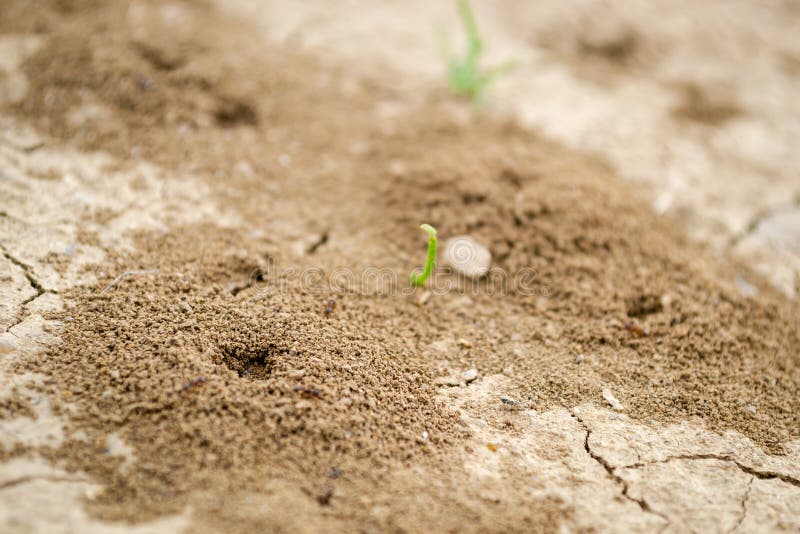 Close-up Image of Anthill in Soil Stock Image - Image of intelligence ...