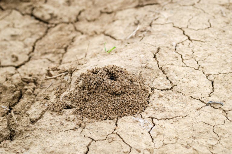 Close-up Image of Anthill in Soil Stock Photo - Image of form, diligent ...