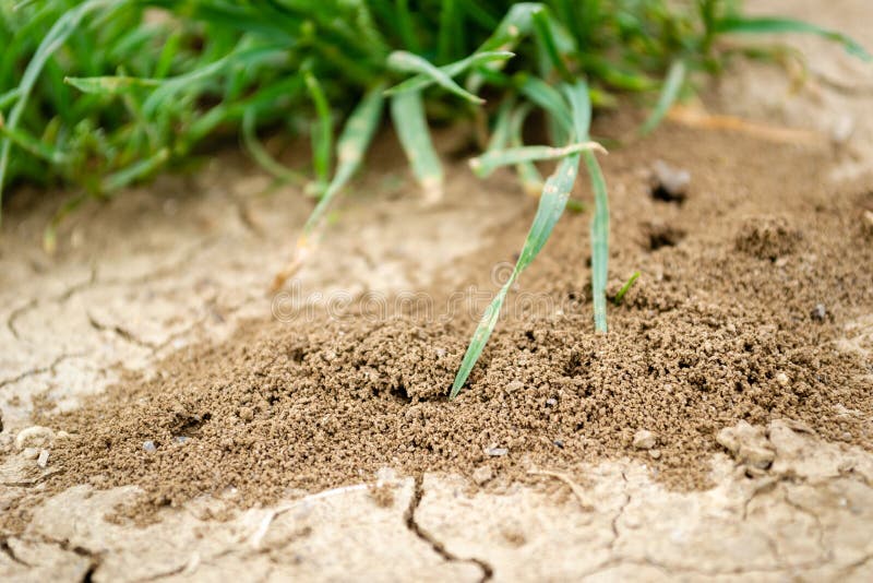Close-up Image of Anthill in Soil. Stock Photo - Image of large, house ...