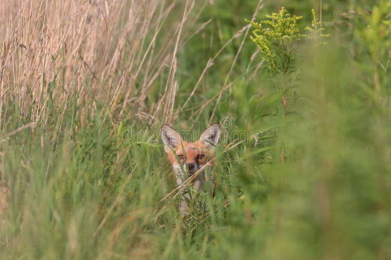 Close-up Image of a Baby Fox Camouflaged in Tall Grass Stock Image ...