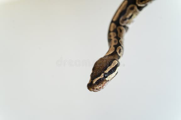 Close-up of Ball Python Head with Detail Stock Image - Image of ...