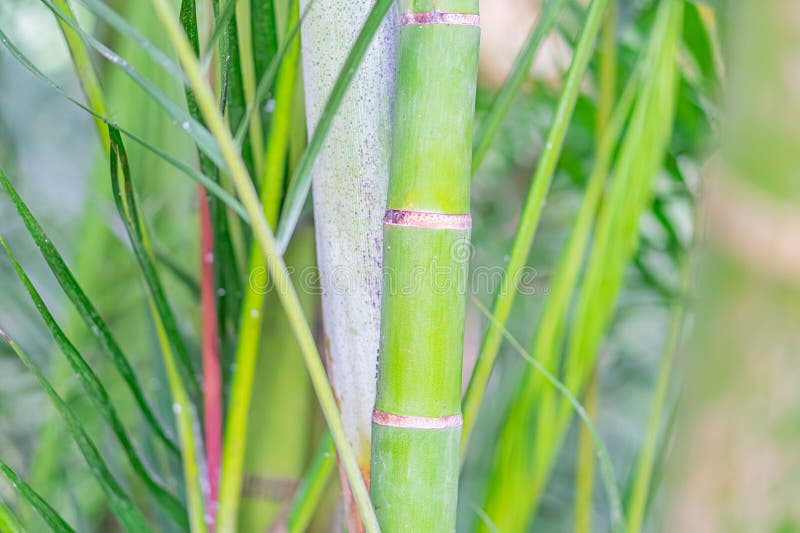 Close-up Image of a Bamboo Stalk with Droplets, Showcasing Inner ...