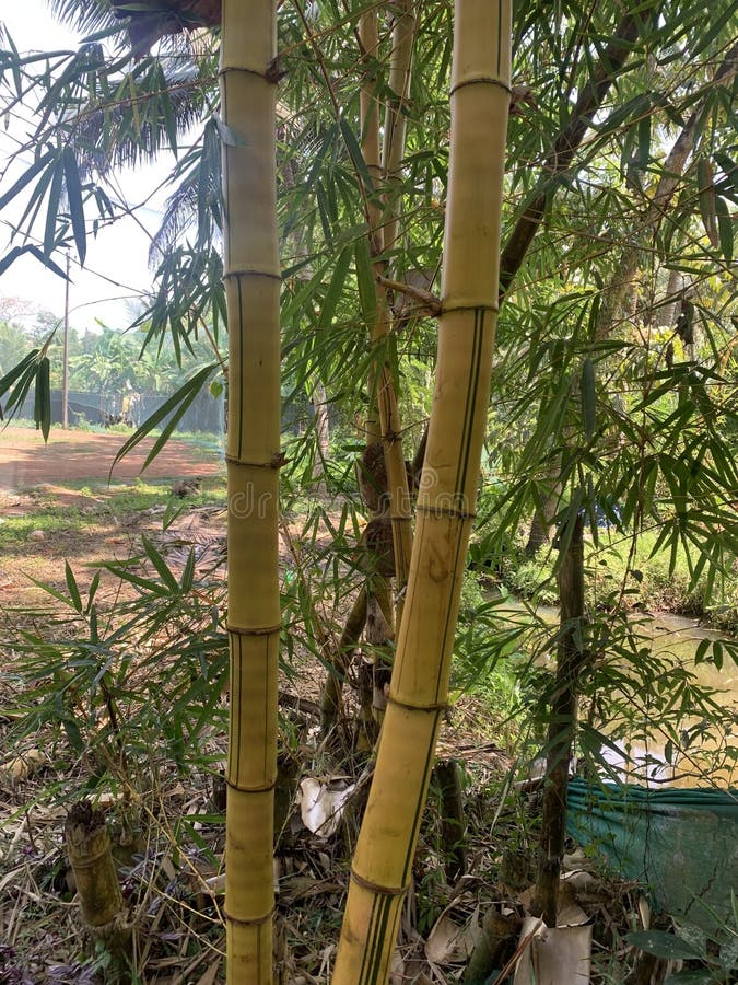 Close-up Image of Bamboo Trunks and Leaves Stock Image - Image of tree ...