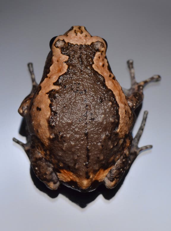 Banded Bull frog stock photo. Image of painted, banded - 119384126