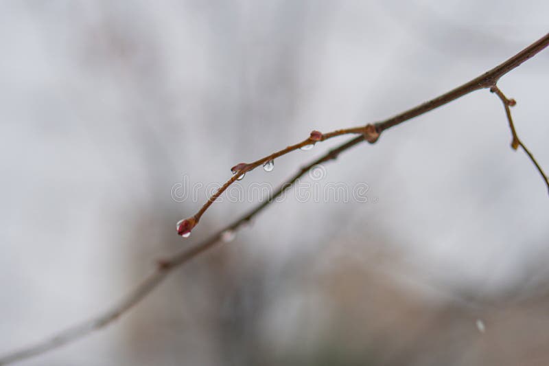 Close-up Image of Bare Tree Branches Extending Horizontally, Possibly ...