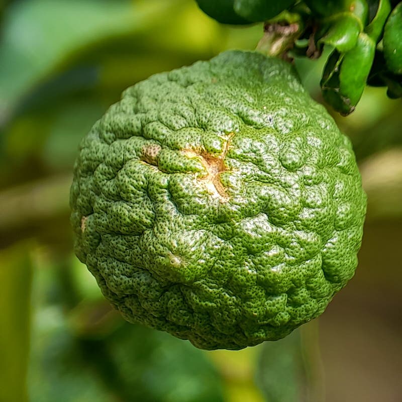 Close Up Image of the Beautiful Fruit. Cytrus Histrix. Kafir Lime Stock ...