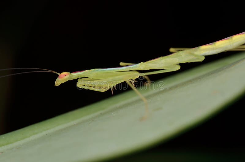 Praying Mantis nymph stock image. Image of wild, wilderness - 124985529