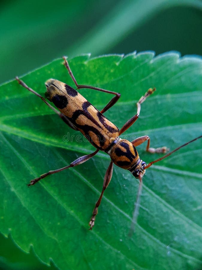 Close Up Image of the Beautyful Insect. Horn Beetle Stock Image - Image ...