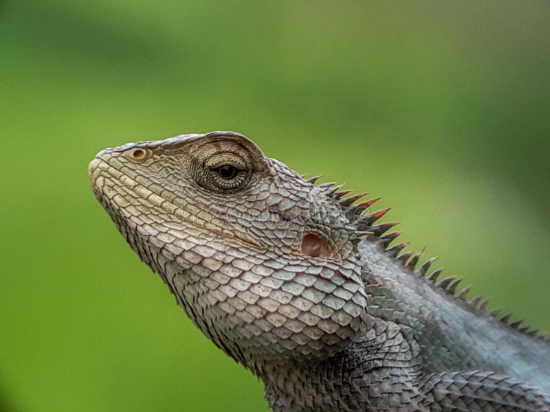 Close Up Image of the Beautyful Lyzard. Chameleon Stock Photo - Image ...