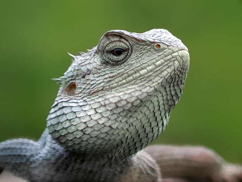 Close Up Image of the Beautyful Lyzard. Chameleon Stock Photo - Image ...