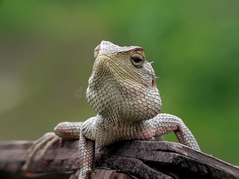 Beautyful Lyzard Stock Photos - Free & Royalty-Free Stock Photos from ...