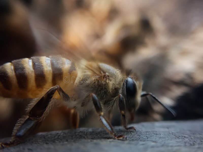 Close Up Image of Bee, Micro Shot Stock Photo - Image of summer ...